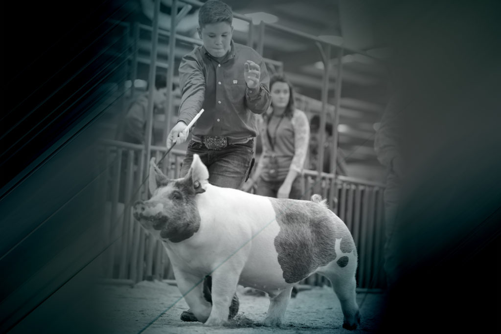 Home - Lindner Show Pigs