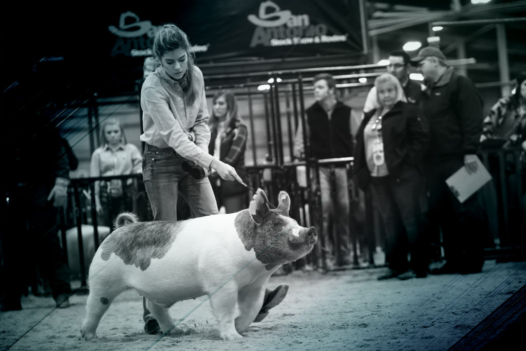 Home - Lindner Show Pigs