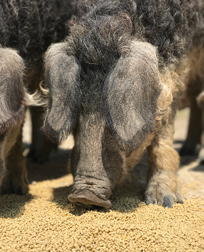 Manga Meat - Lindner Show Pigs