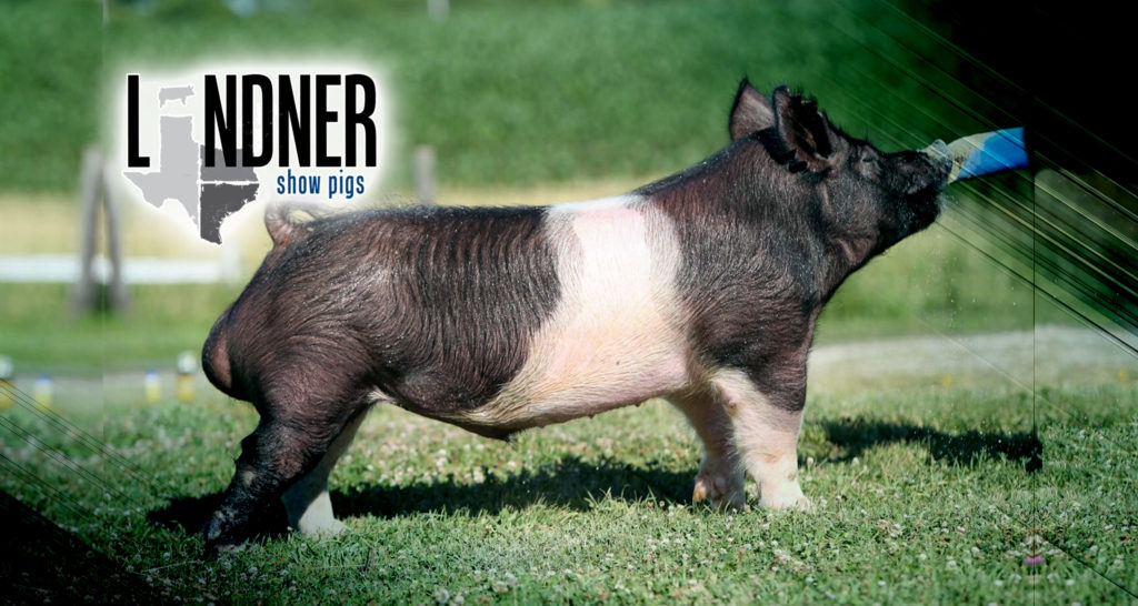Sires - Lindner Show Pigs