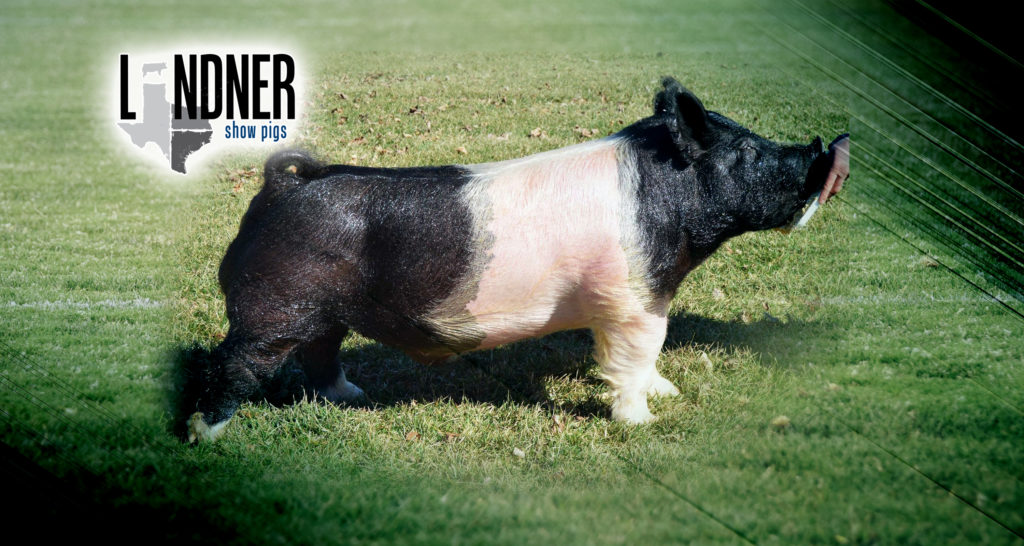 Sires - Da Baby - Lindner Show Pigs